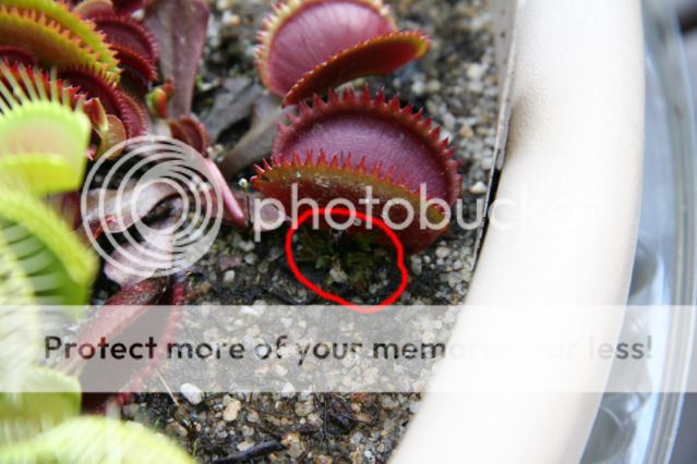 Some youngsters from flower stalk cuttings - FlyTrapCare Forums